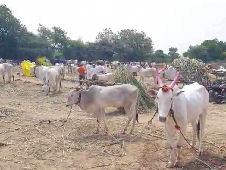 Tourism – Sub Divisional Officer, Vita